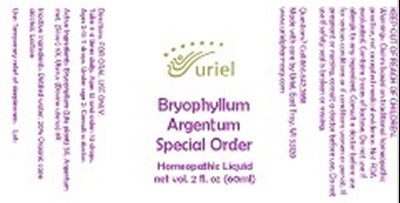 Product Images Bryophyllum Argentum Special Order Photos - Packaging ...