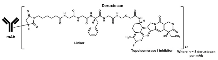 FDA Label for Enhertu Injection, Powder, Lyophilized, For Solution Intravenous - Indications ...